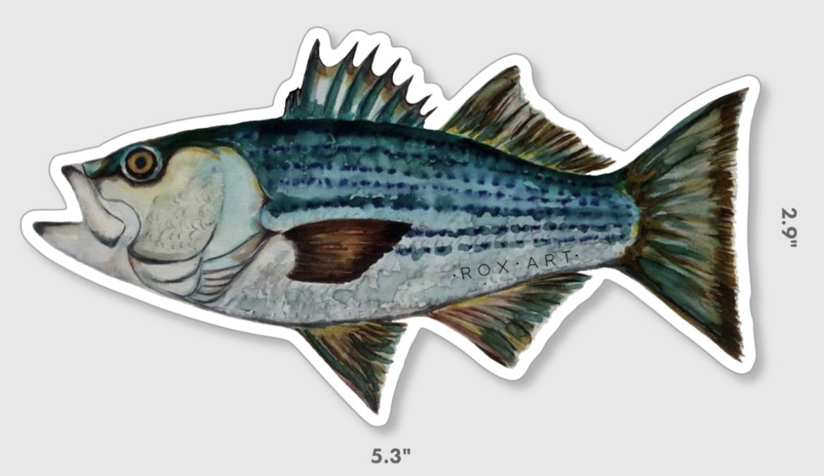 Striped Bass Sticker – Rox Art